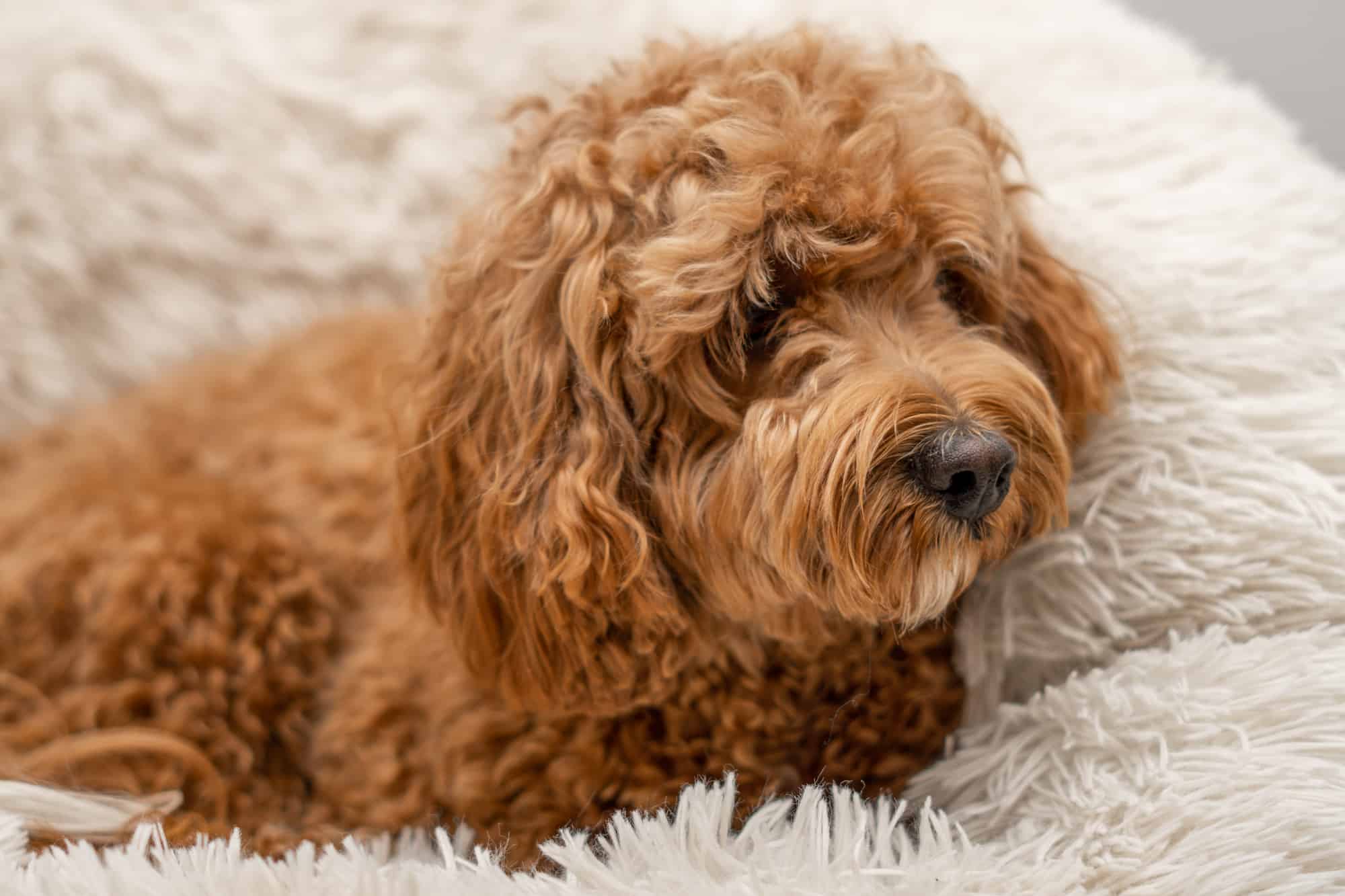 Why is the Cavapoo So Popular?