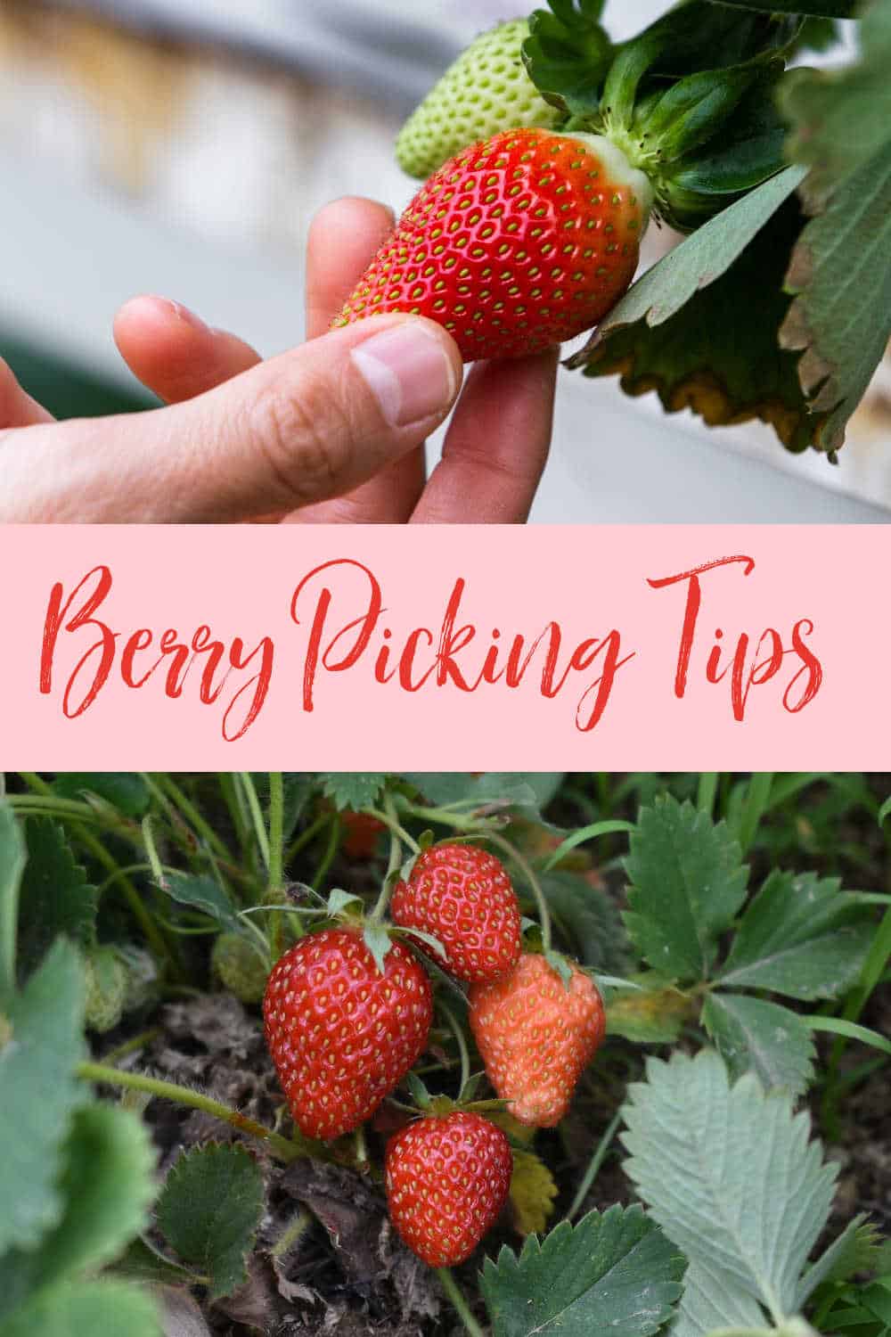 Berry Picking Tips
