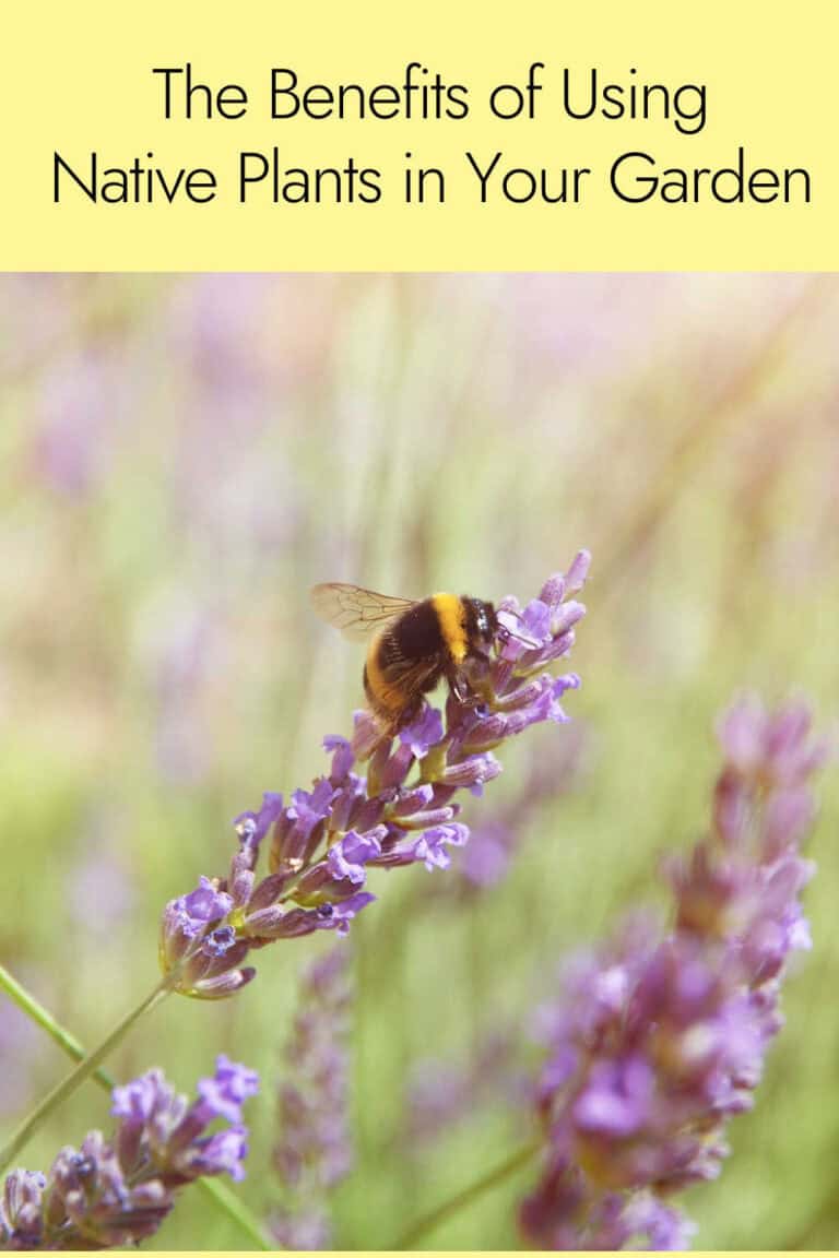 Benefits of Using Native Plants in Your Garden