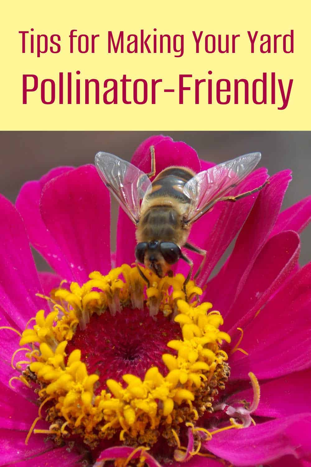 Tips for Making Your Yard Pollinator Friendly