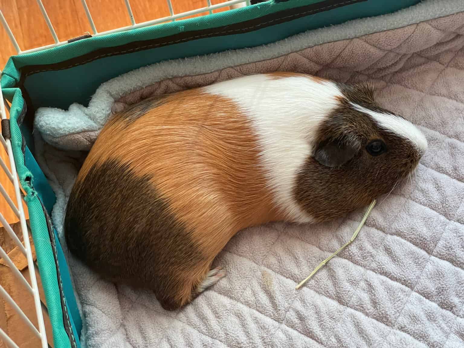 Tips for Using Washable Cage Liners for Guinea Pigs: An Eco-Friendly ...